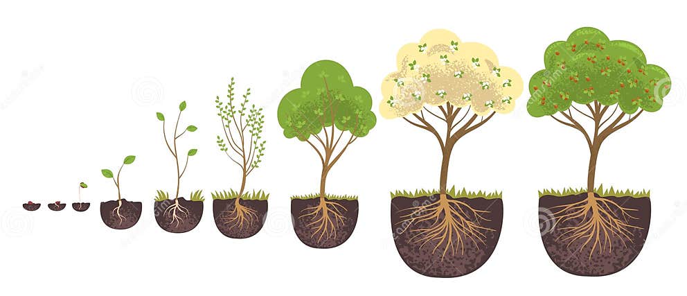 Plant Tree Stages. Trees Life Cycle Infographic, Fruit Plant Growth ...