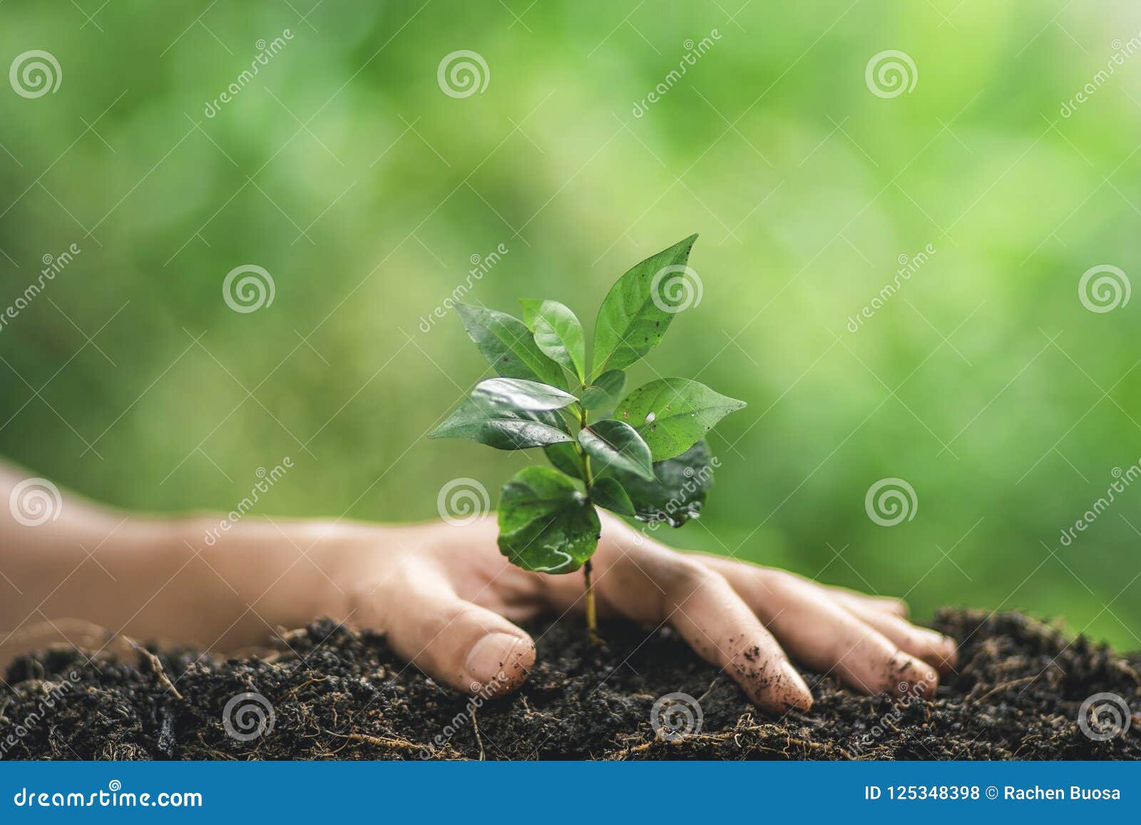 Plant a Tree Watering in Nature Hand Planting Stock Photo - Image of ...