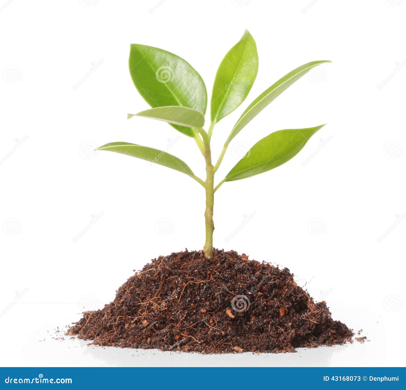 Plant tree stock image. Image of background, develop - 43168073