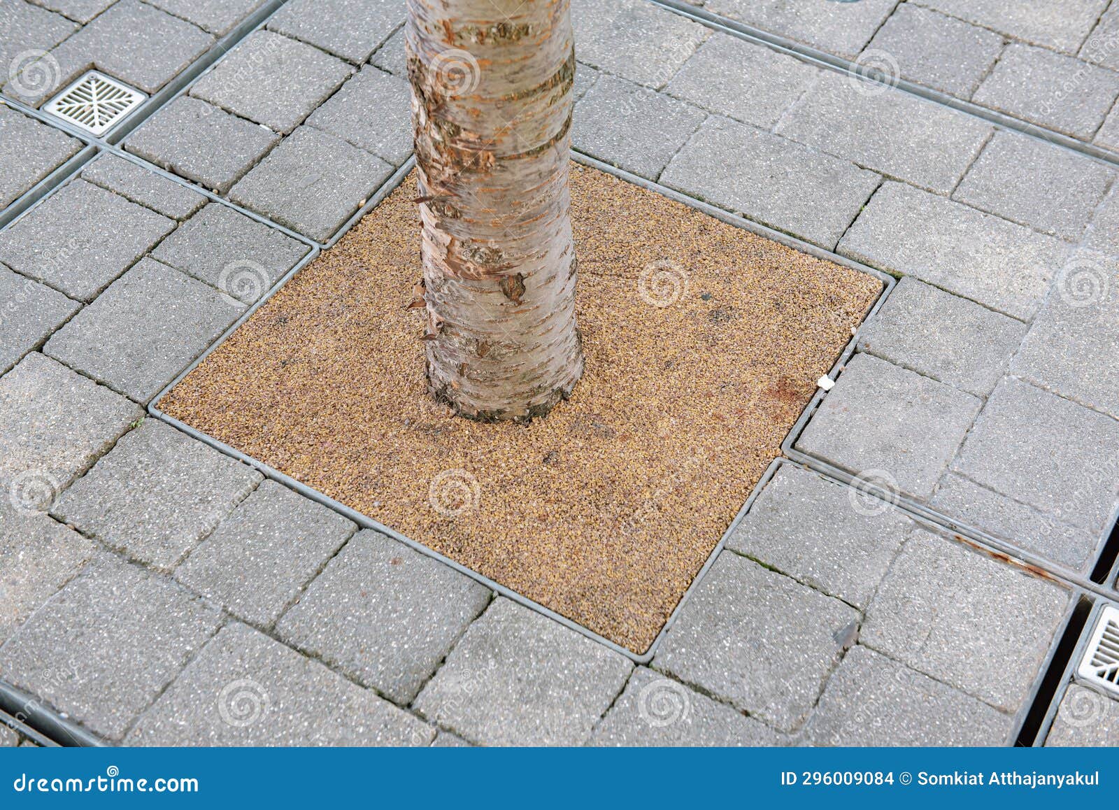 Plant a Trees with Sand in the City. Stock Photo - Image of footpath ...