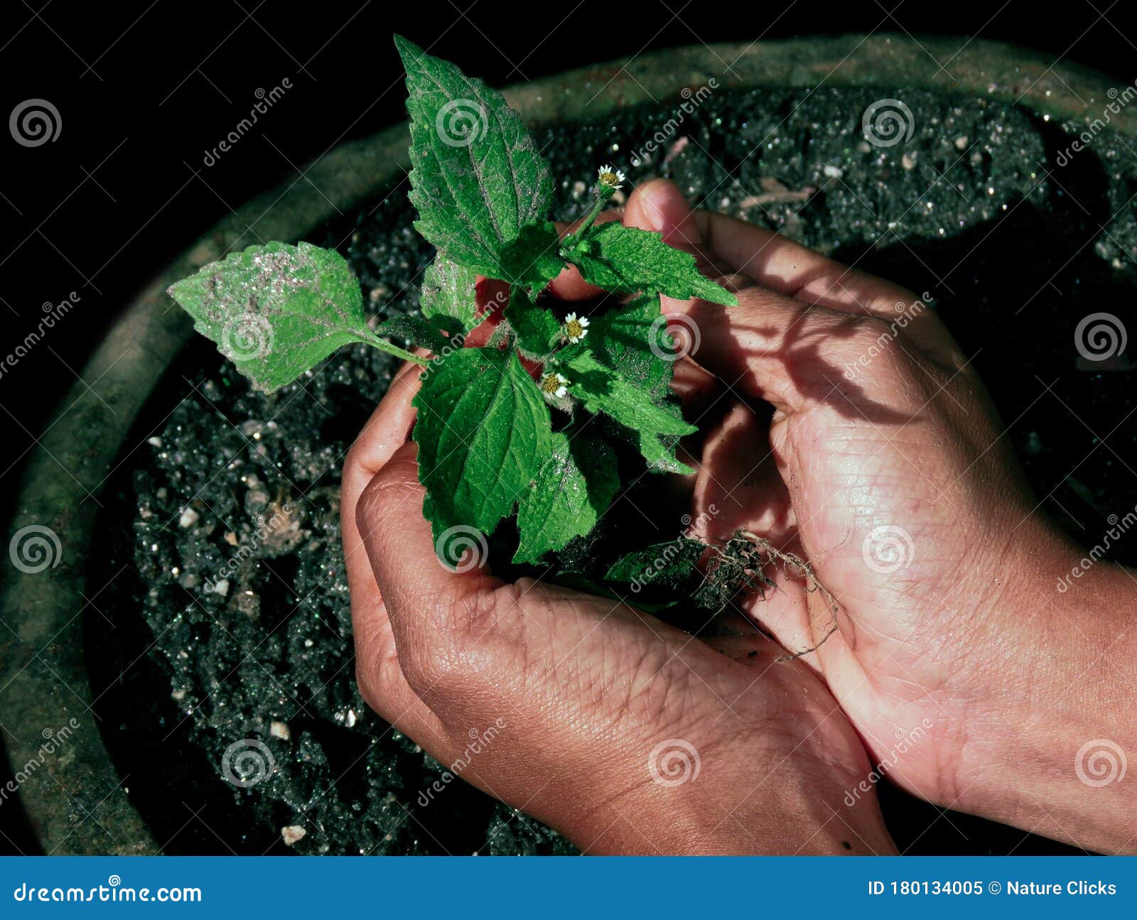 Plant Trees and Save Lives stock image. Image of growth - 180134005