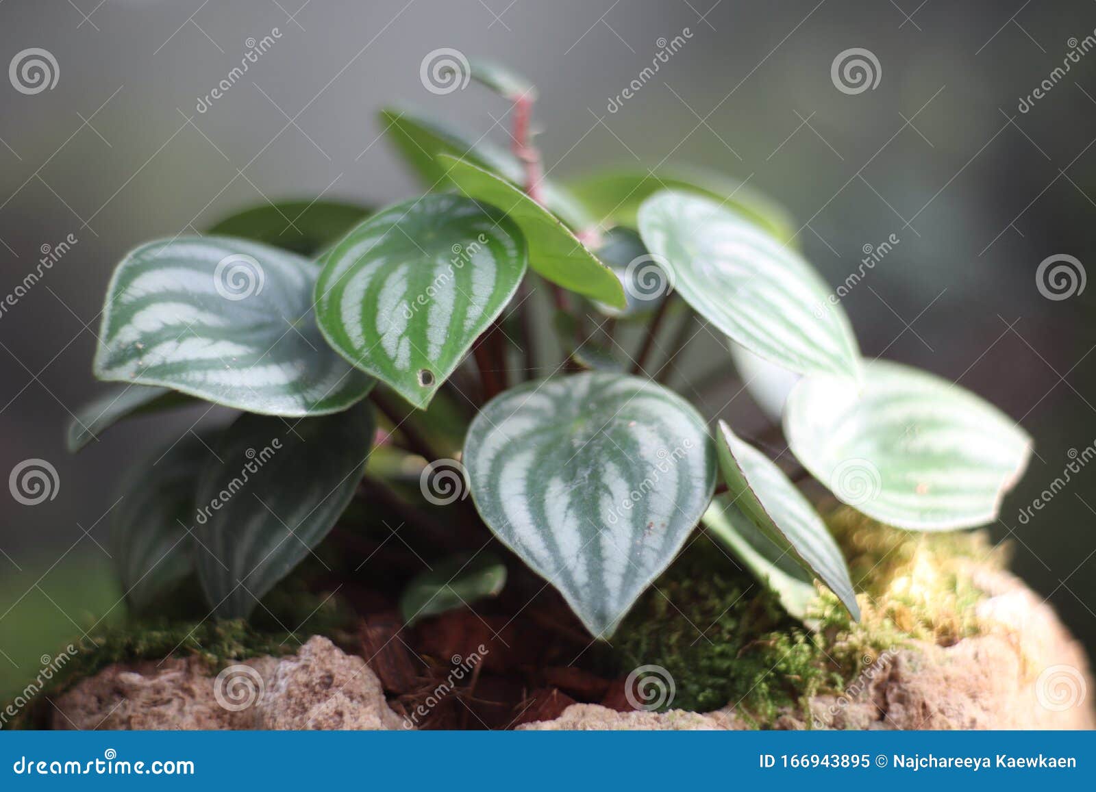 Tree breeding.proto stock image. Image of forests, card - 166943895