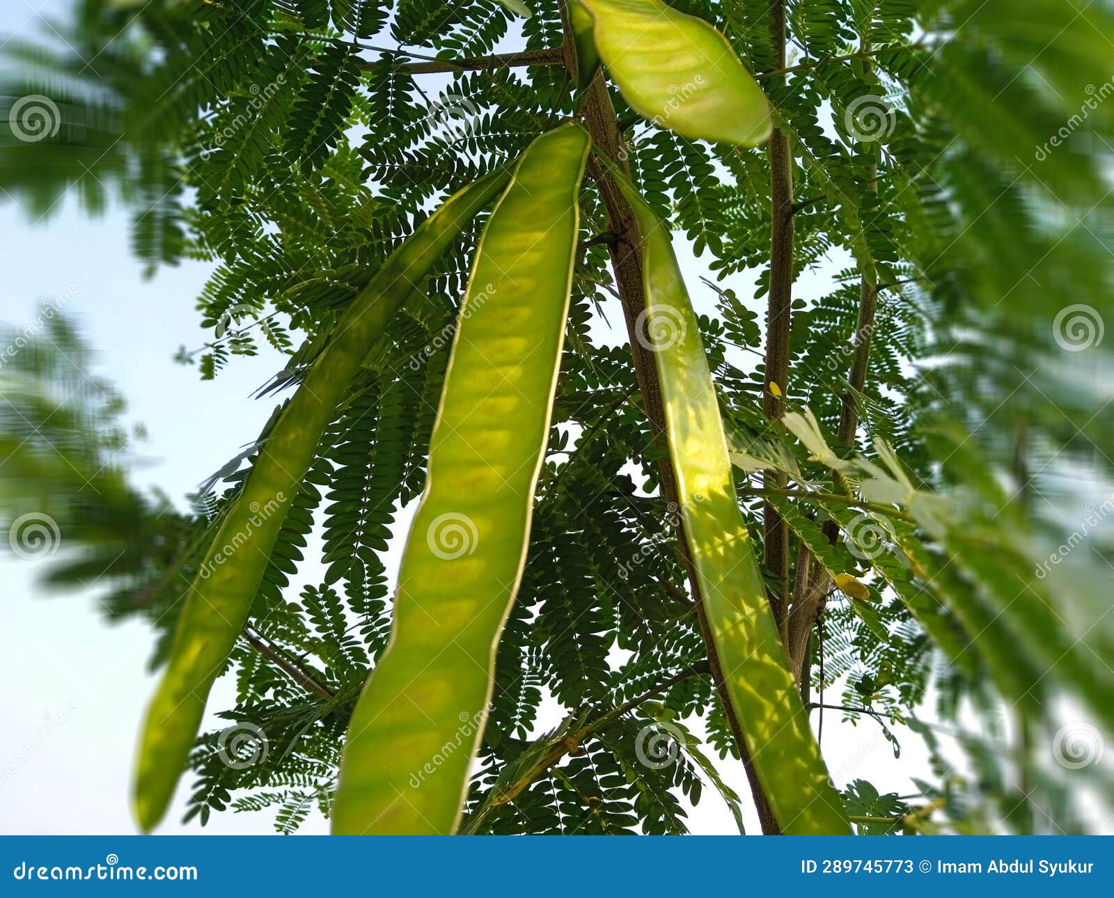 This Plant from Tropical Countries is Called Pete Stock Image - Image ...