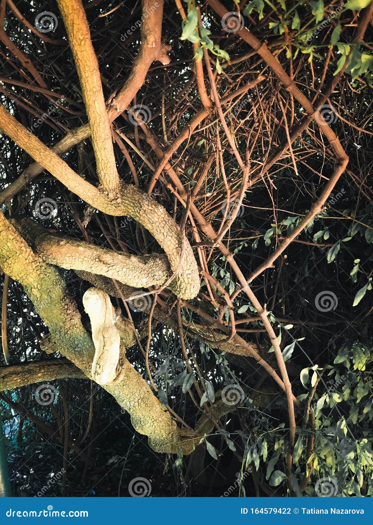 Plant trunks intertwined stock photo. Image of closeup - 164579422