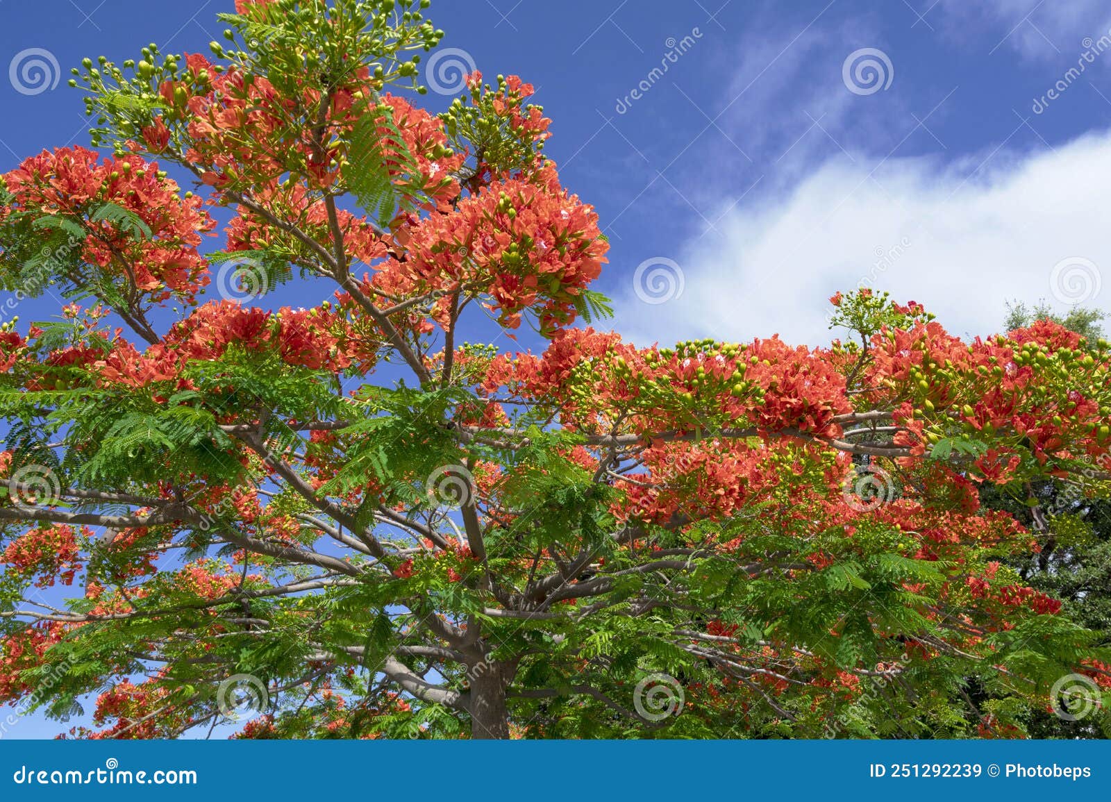 Plant of Tulipier of gabon stock image. Image of flower - 251292239