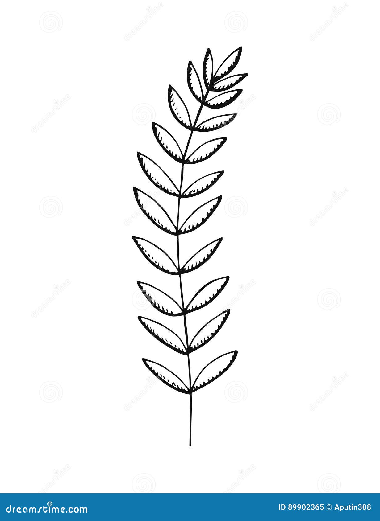 Plant Twig with Leaves. Hand Drawing Stock Vector - Illustration of ...
