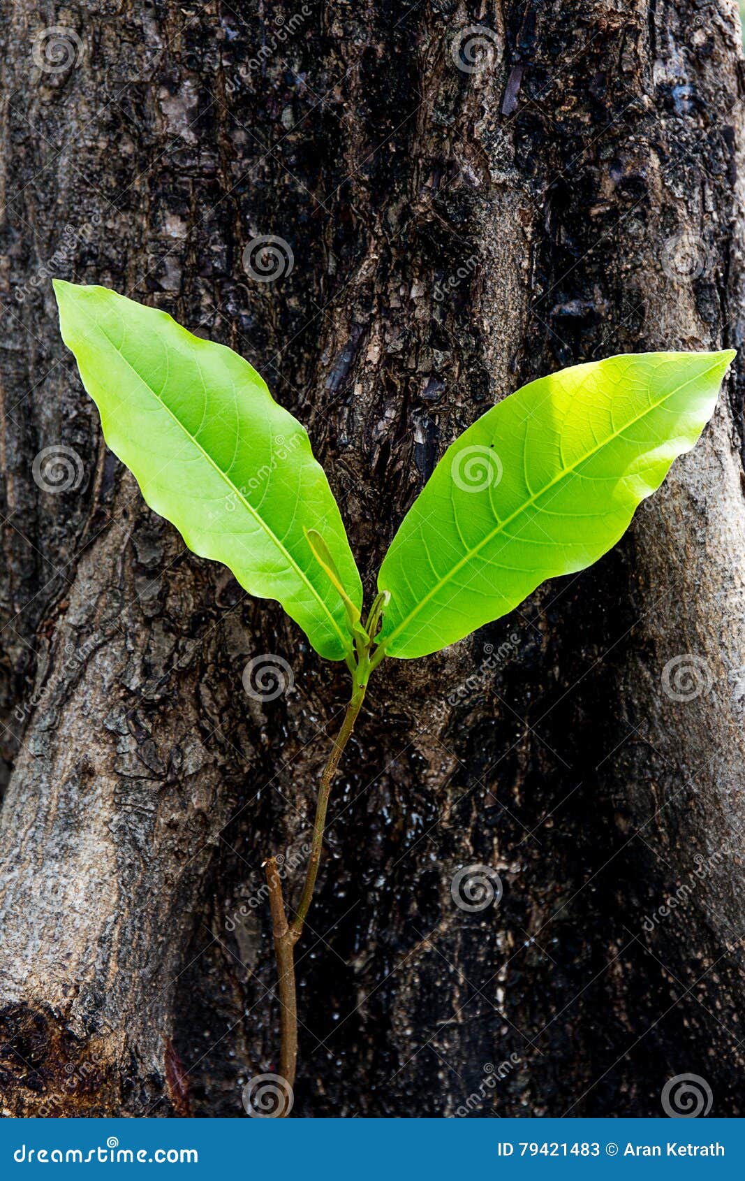 Plant with Two Leaves is Growing Stock Image - Image of natural ...