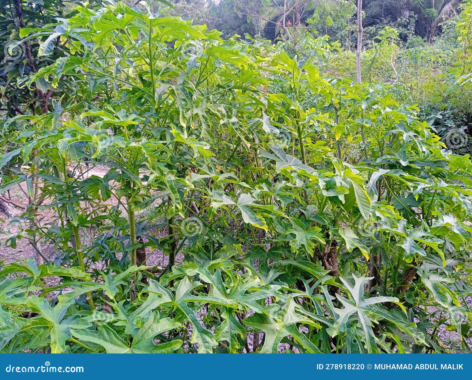 This Plant is a Type of Vegetable that is Easy To Find in the Highlands ...