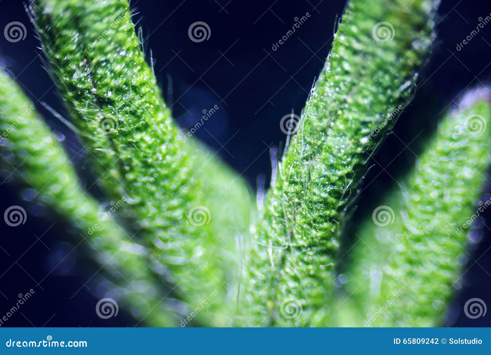 Plant under the microscope stock photo. Image of botany - 65809242