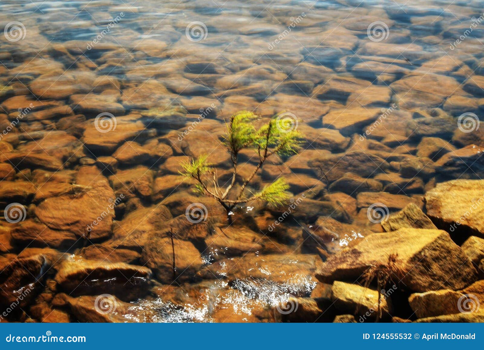Plant Under Water stock photo. Image of water, growing - 124555532