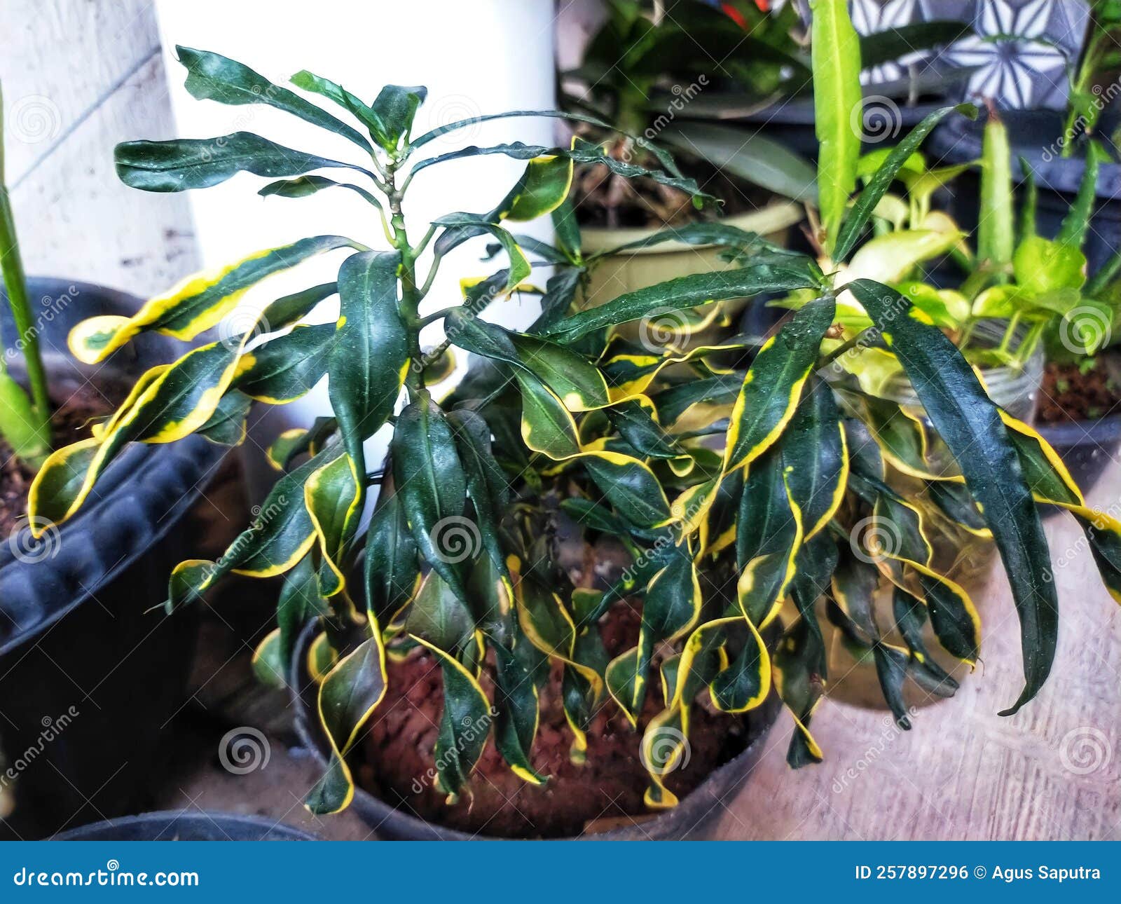 This Plant is Unique in Its Curly Leaves Stock Photo - Image of garden ...