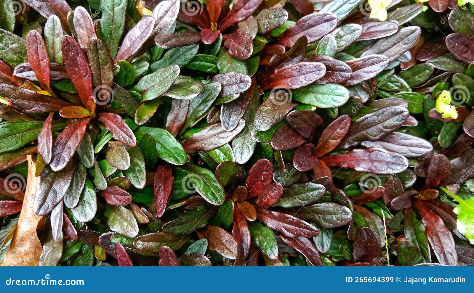 Plant with Unique Leaves Look so Beauty Stock Image - Image of shrub ...