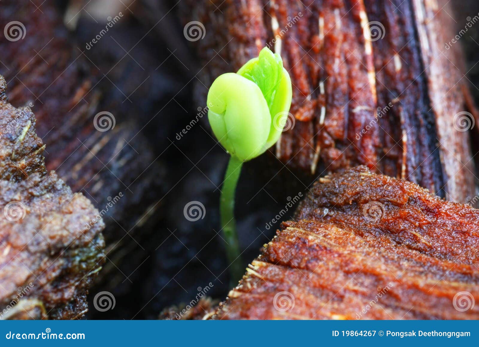 Plant up stock image. Image of aspirations, macro, business - 19864267