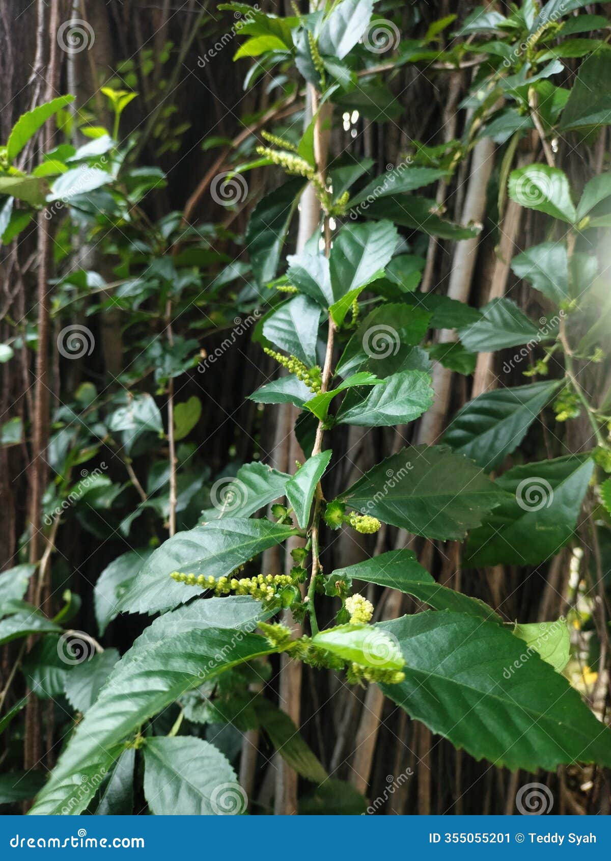 Called Tehan Tea Or Acalypha Siamensis Or Forest Tea Is A Species Of ...