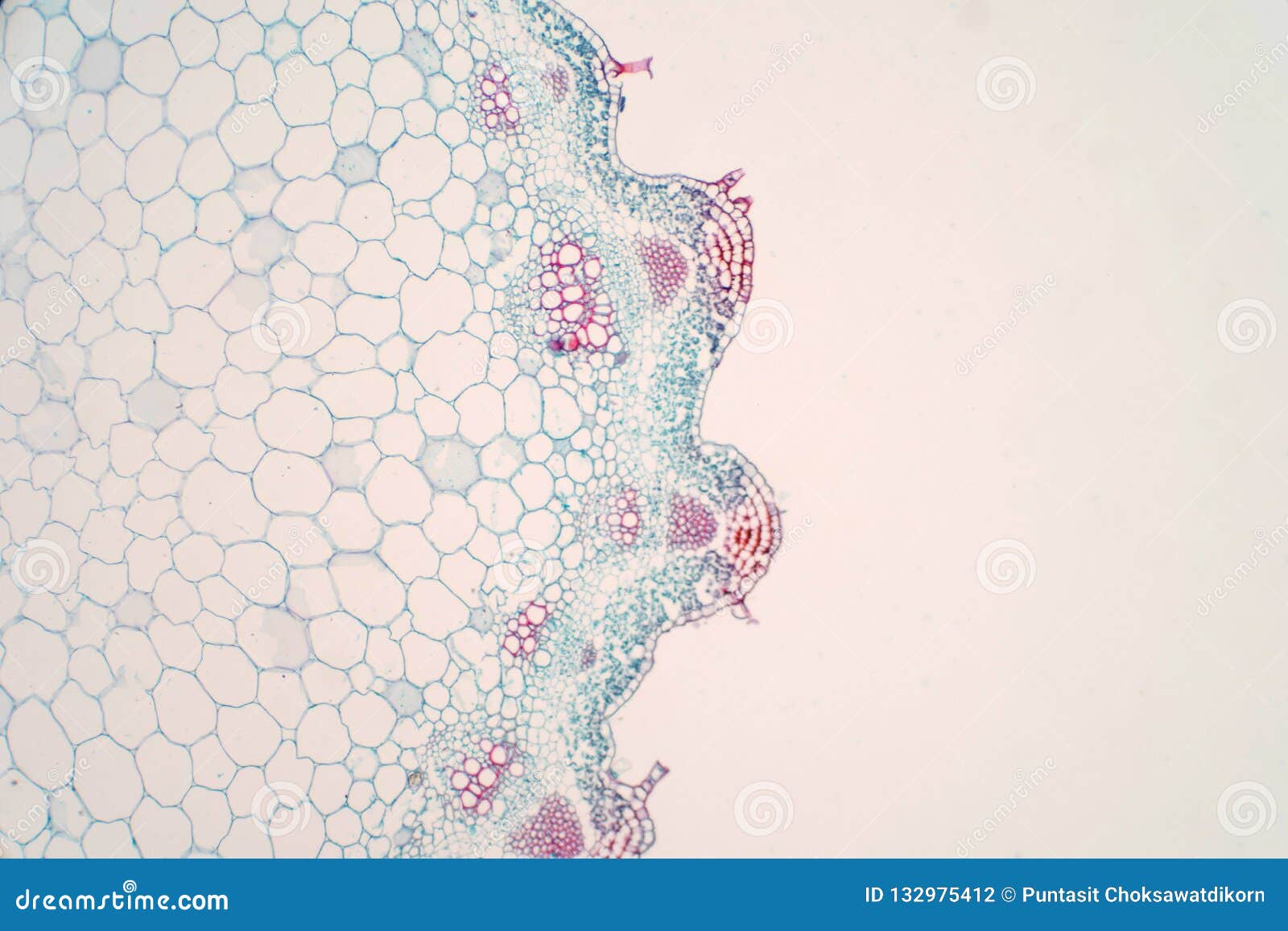 Draw Vascular Tissues In Plants Science Tissues