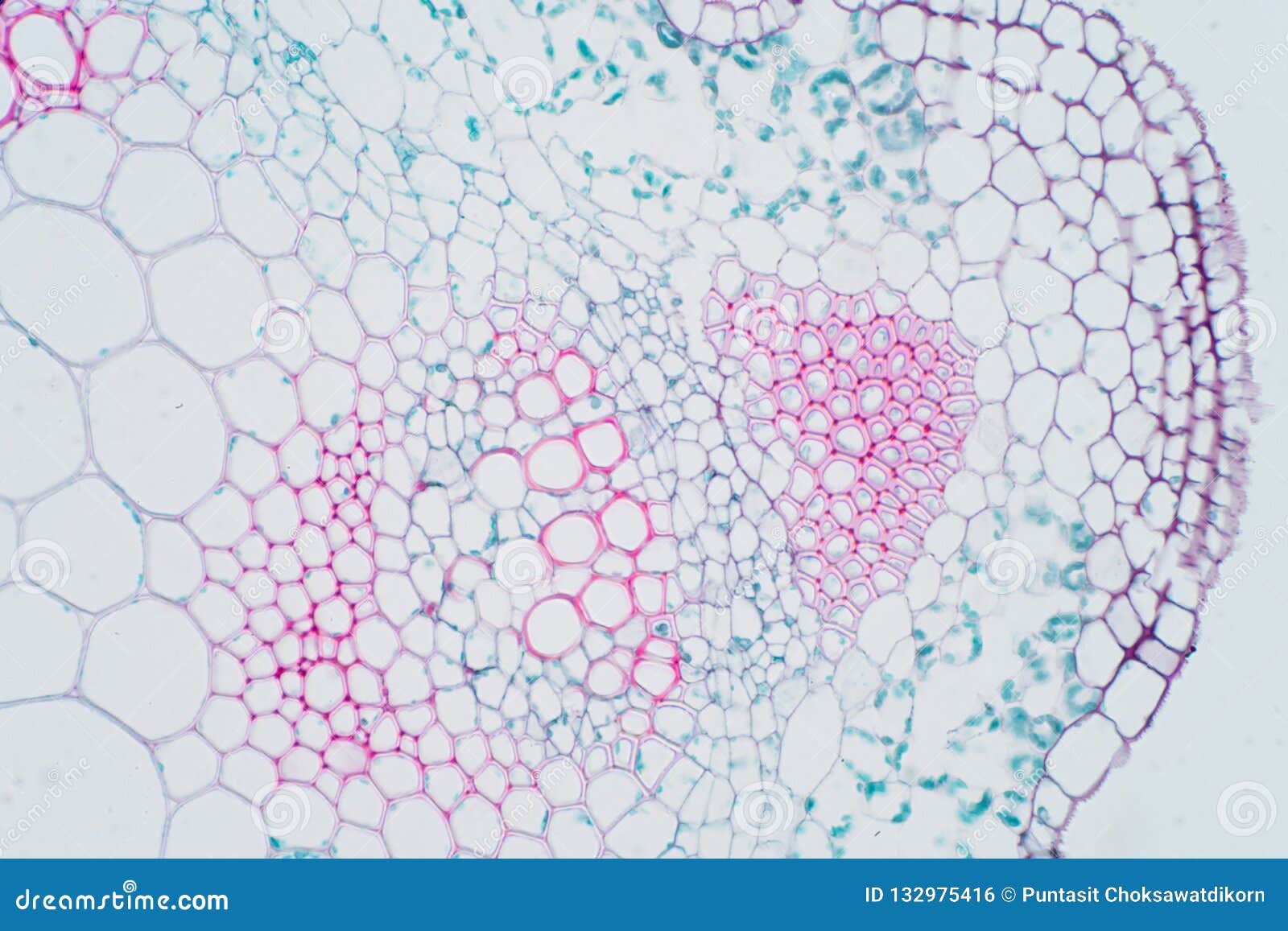Draw Vascular Tissues In Plants Science Tissues