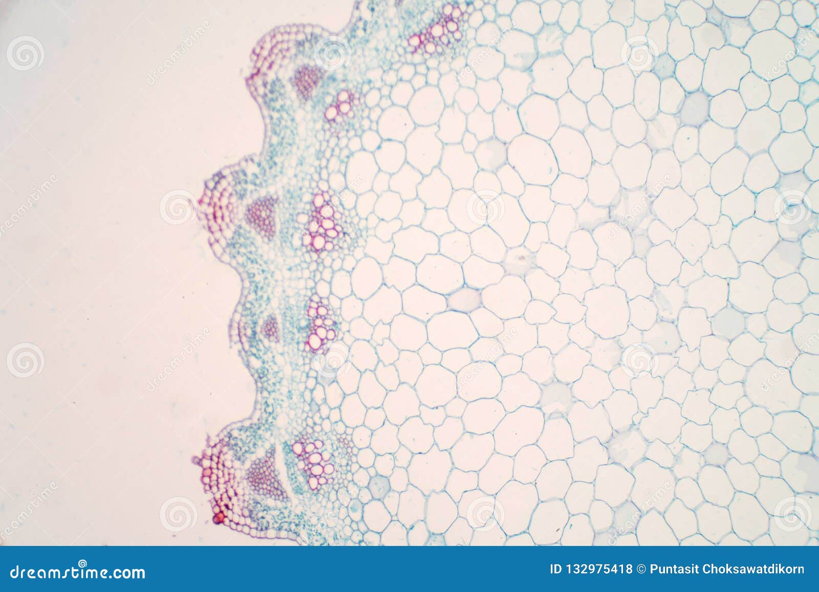 Plant Vascular Tissue Under Microscope View Stock Illustration ...