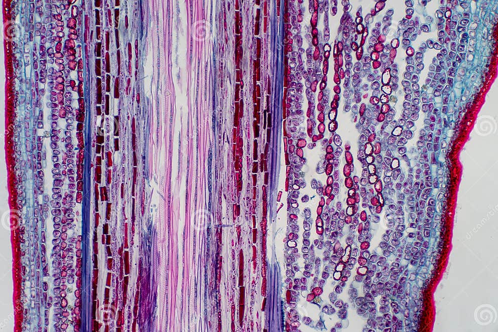Plant Vascular Tissue Under the Microscope View Stock Photo - Image of ...