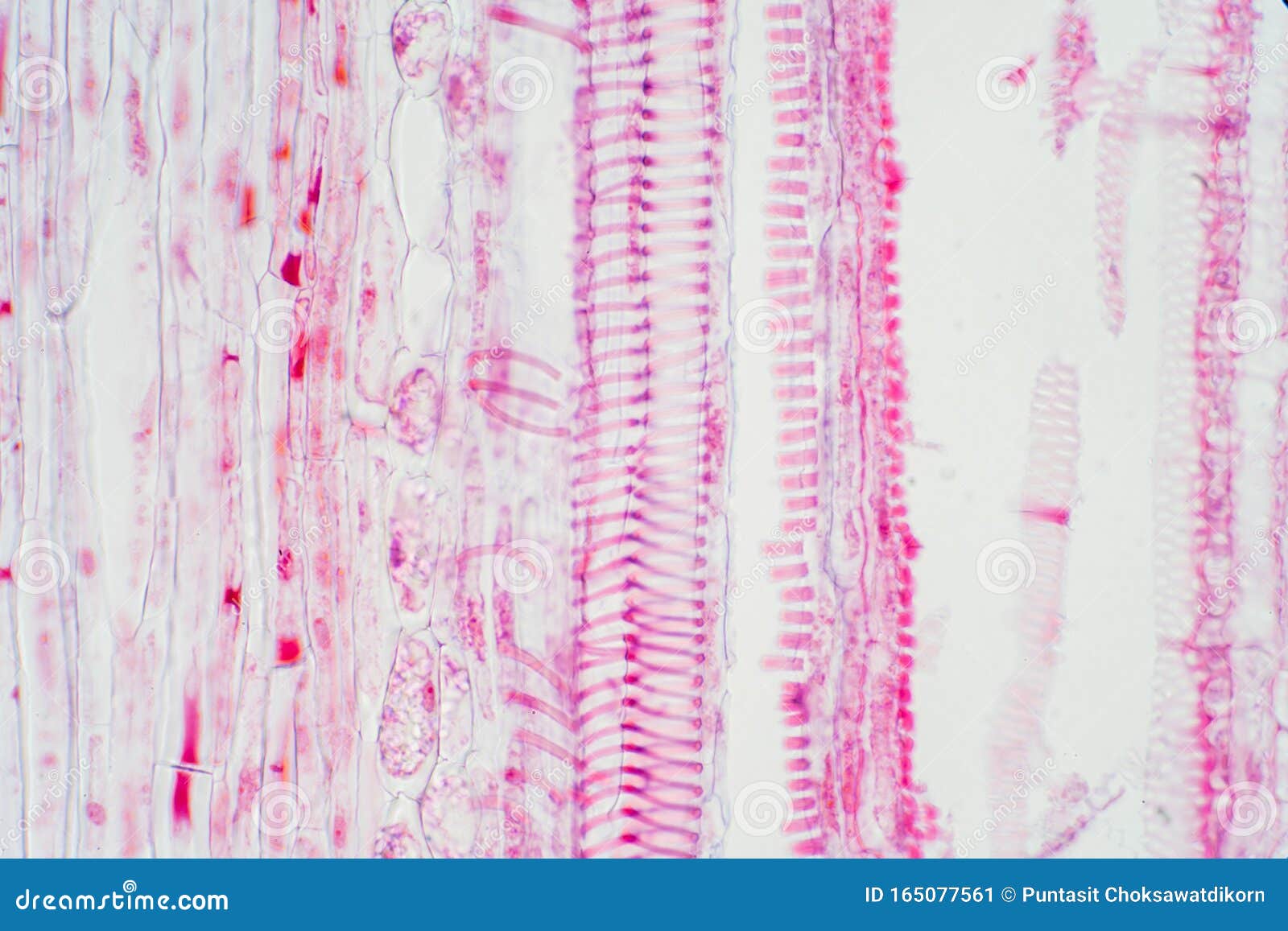 Plant Vascular Tissue Under the Microscope View Stock Image - Image of ...