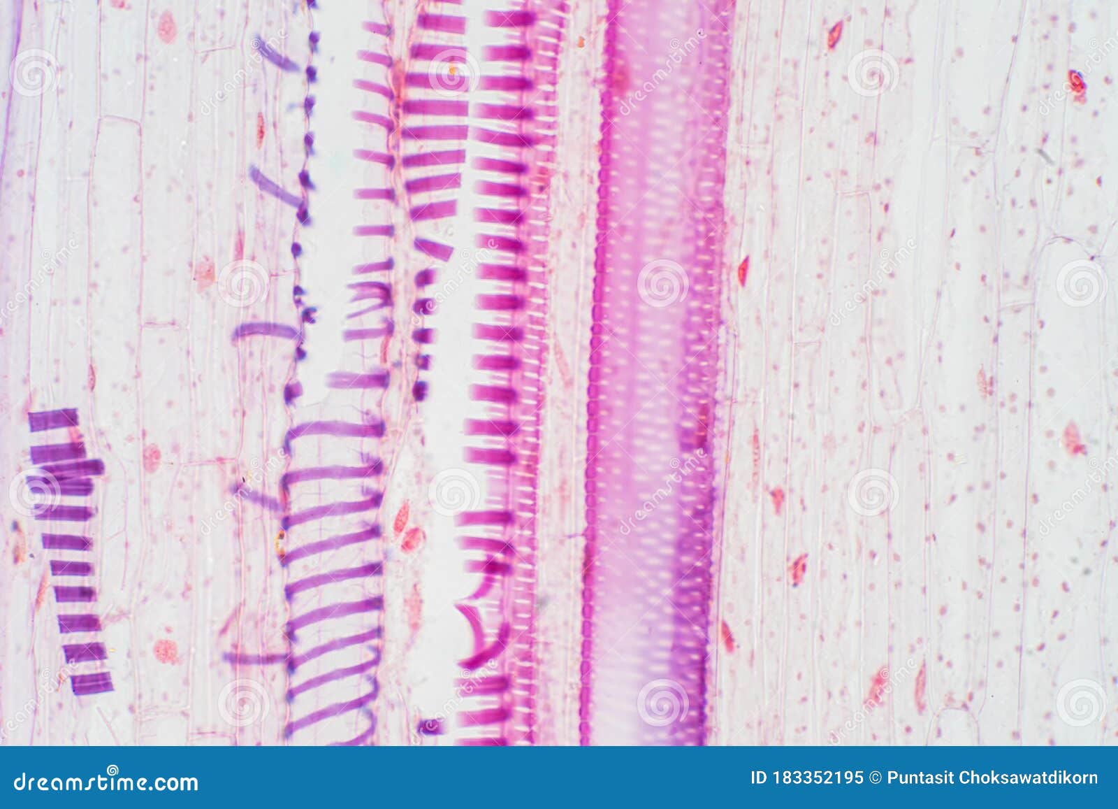 Plant Vascular Tissue Under the Microscope View Stock Image - Image of ...