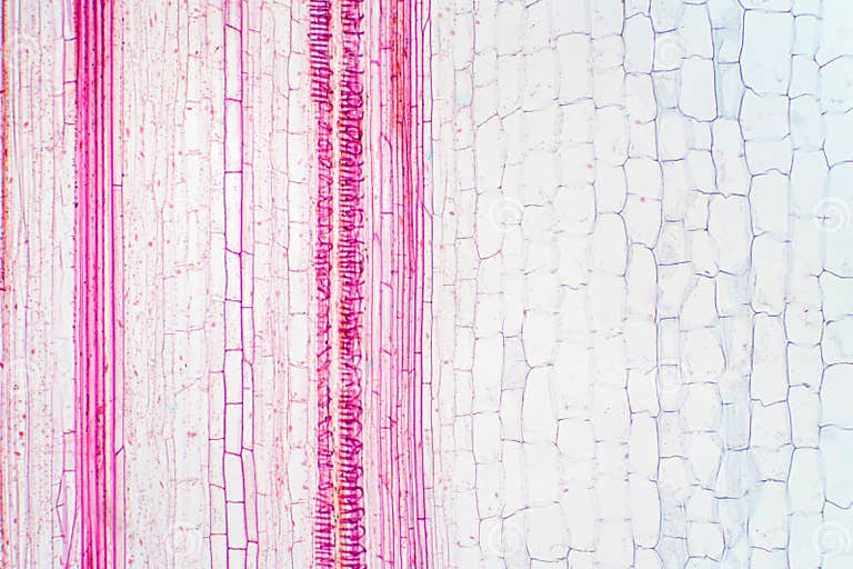 Plant Vascular Tissue Under the Microscope View Stock Photo - Image of ...