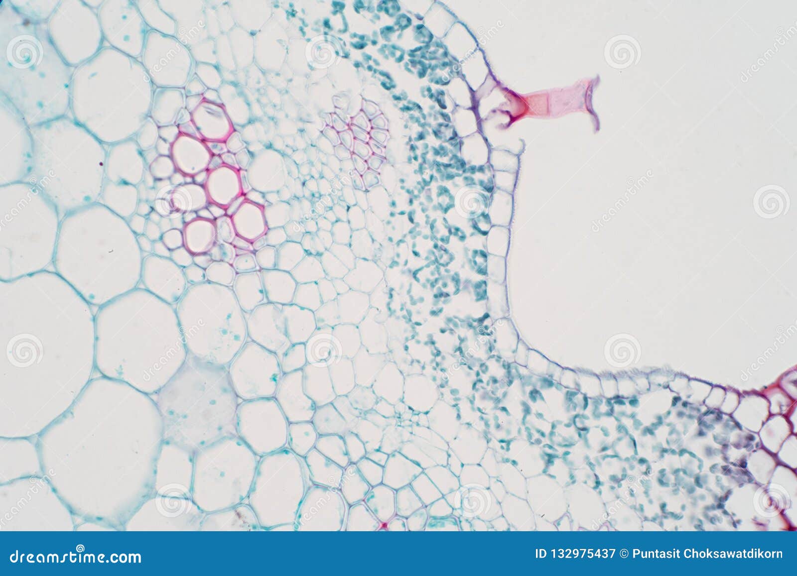 Plant Vascular Tissue Under Microscope View Stock Image - Image of cell ...