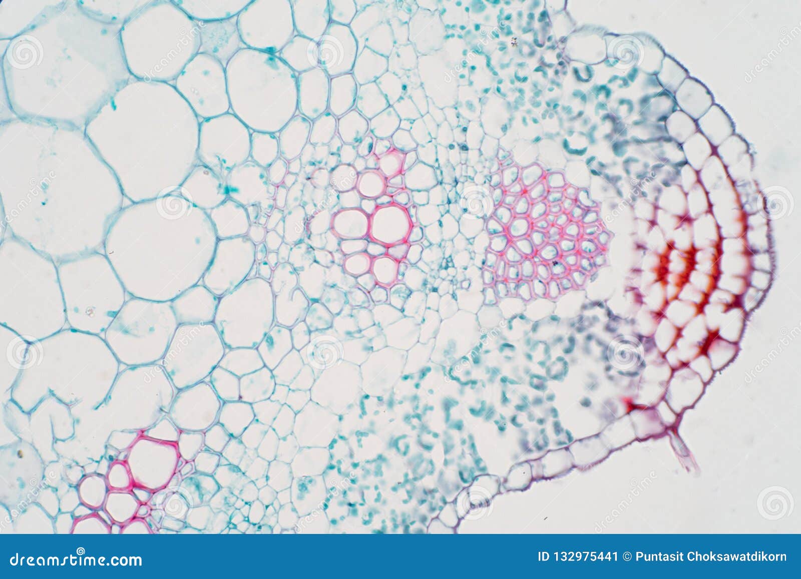 Plant Vascular Tissue Under Microscope View Royalty-Free Stock Image ...