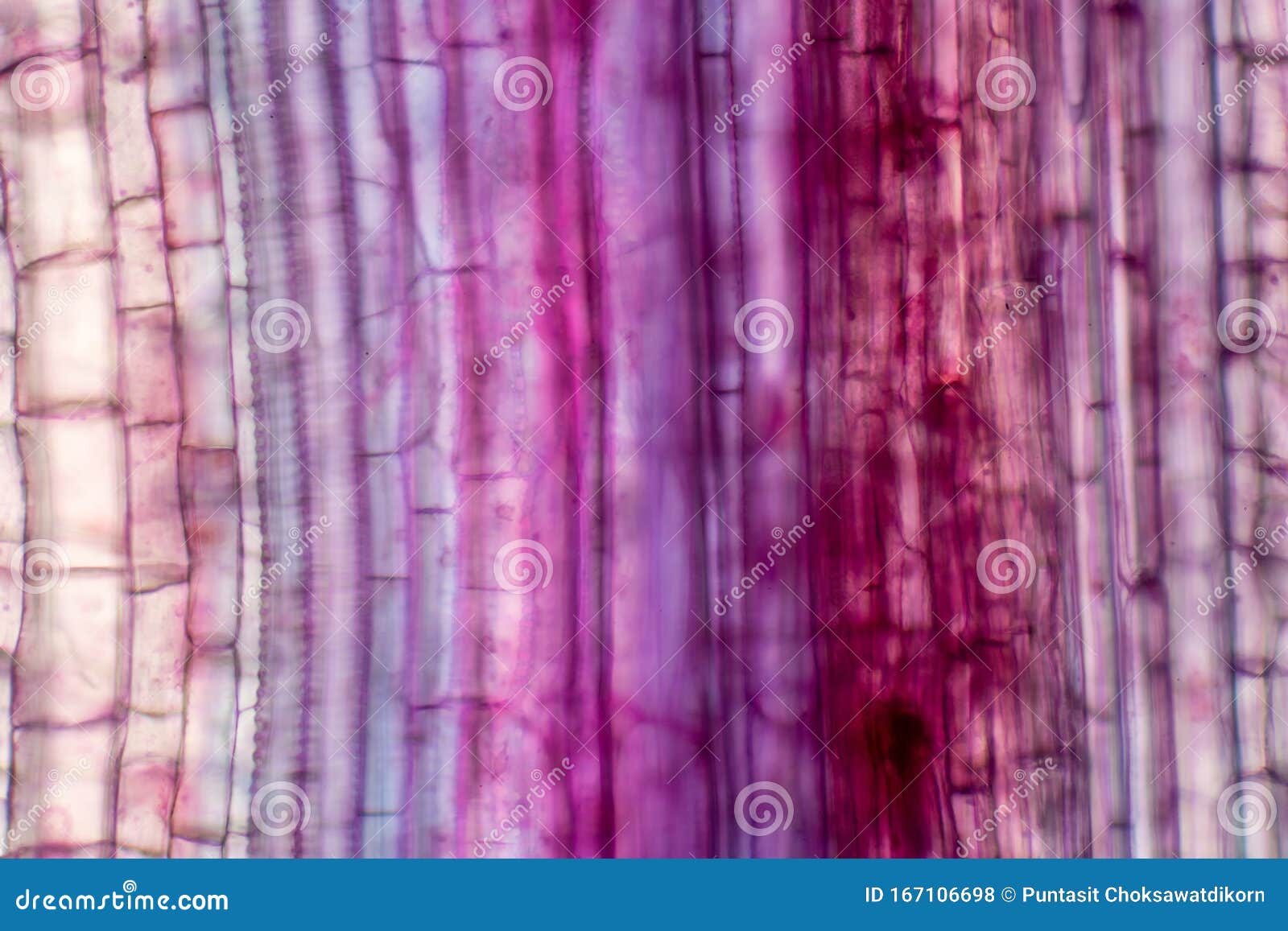 Plant Vascular Tissue Under the Microscope View Stock Photo - Image of ...