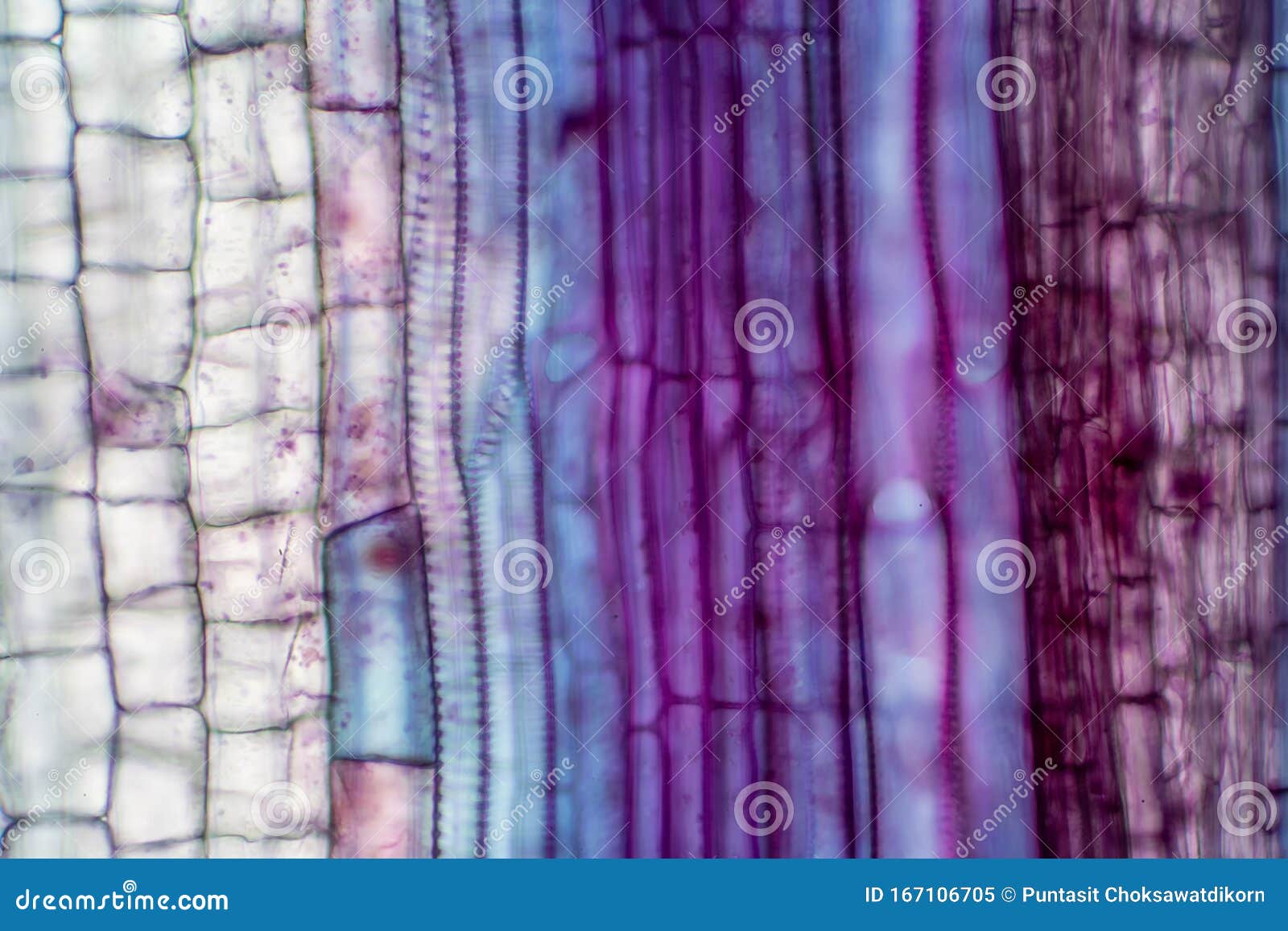 Plant Vascular Tissue Under the Microscope View Stock Image - Image of ...
