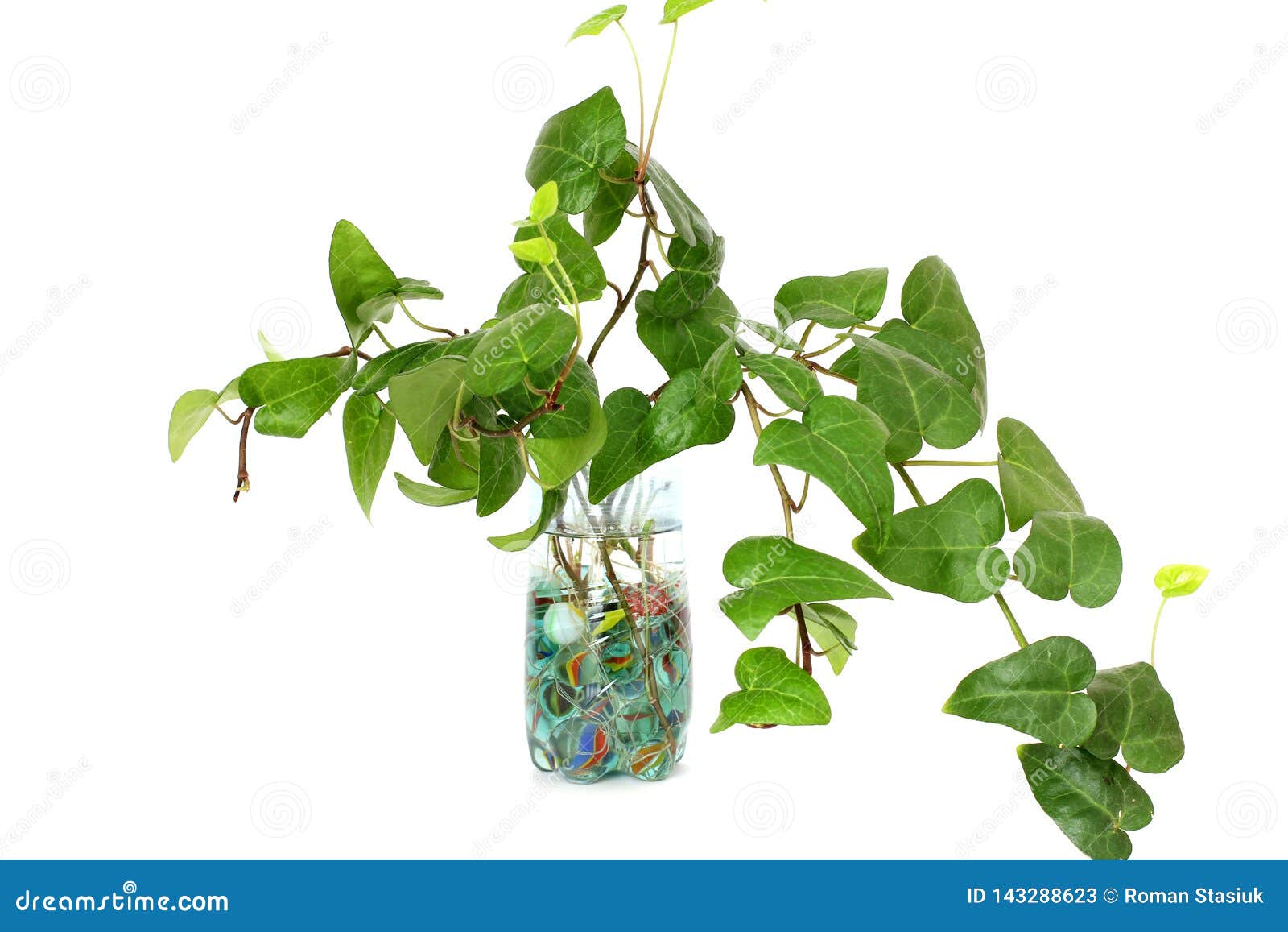 Plant in a Vase on a White Background Stock Image - Image of beautiful ...