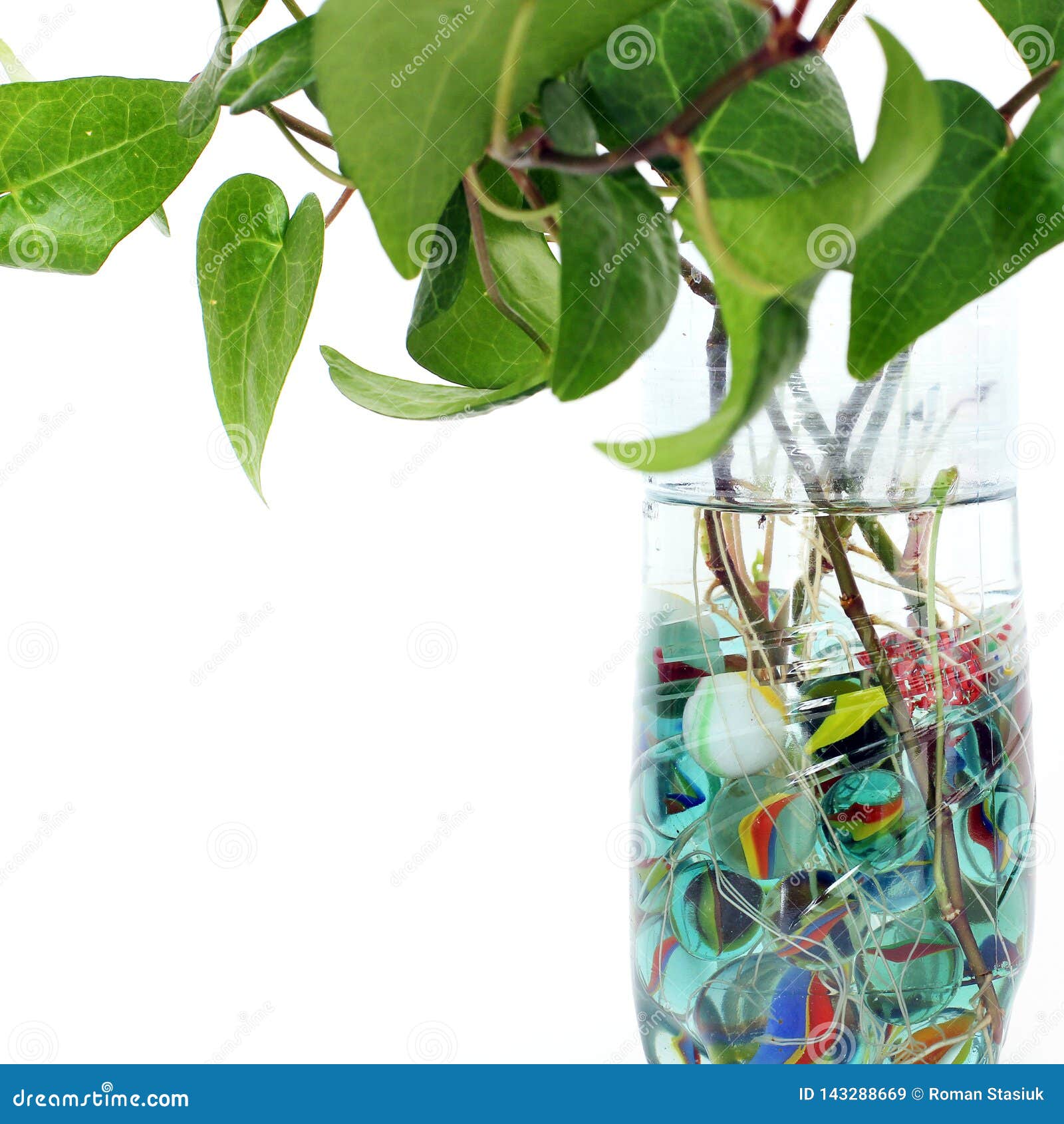 Plant in a Vase on a White Background Stock Image - Image of garden ...