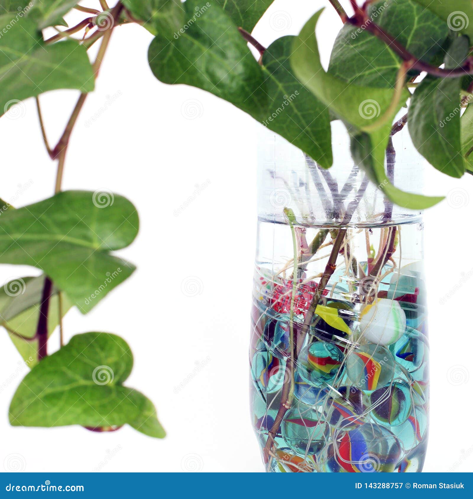 Plant in a Vase on a White Background Stock Image - Image of glass ...