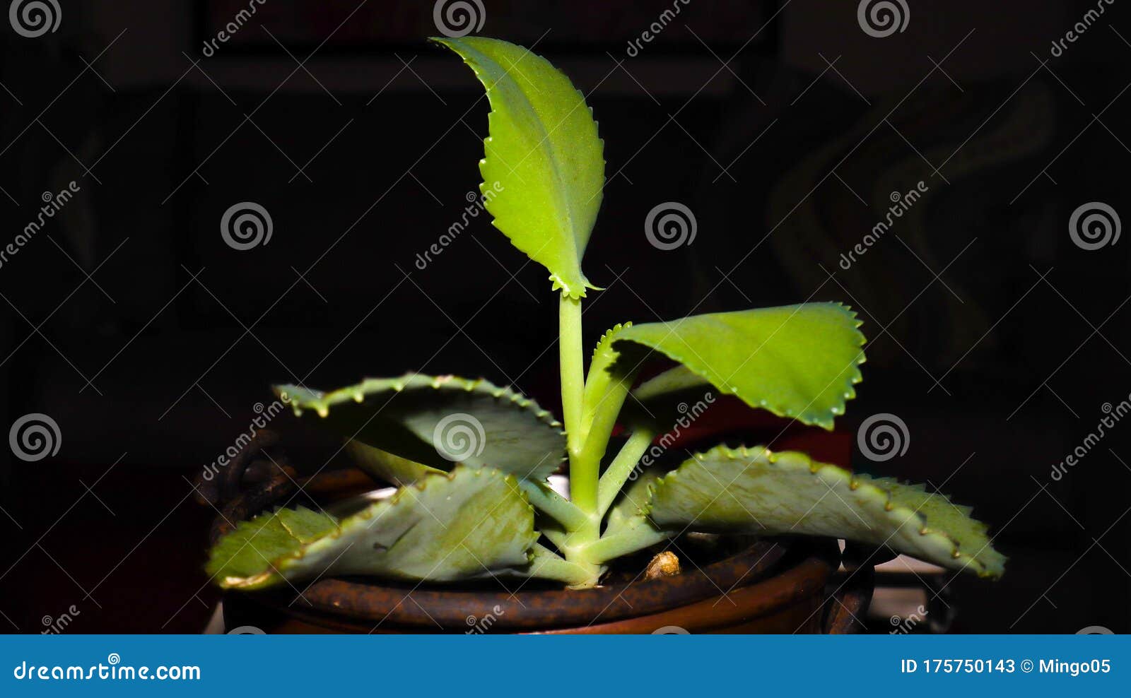 Plant stock image. Image of plant, vasel, hick, green - 175750143