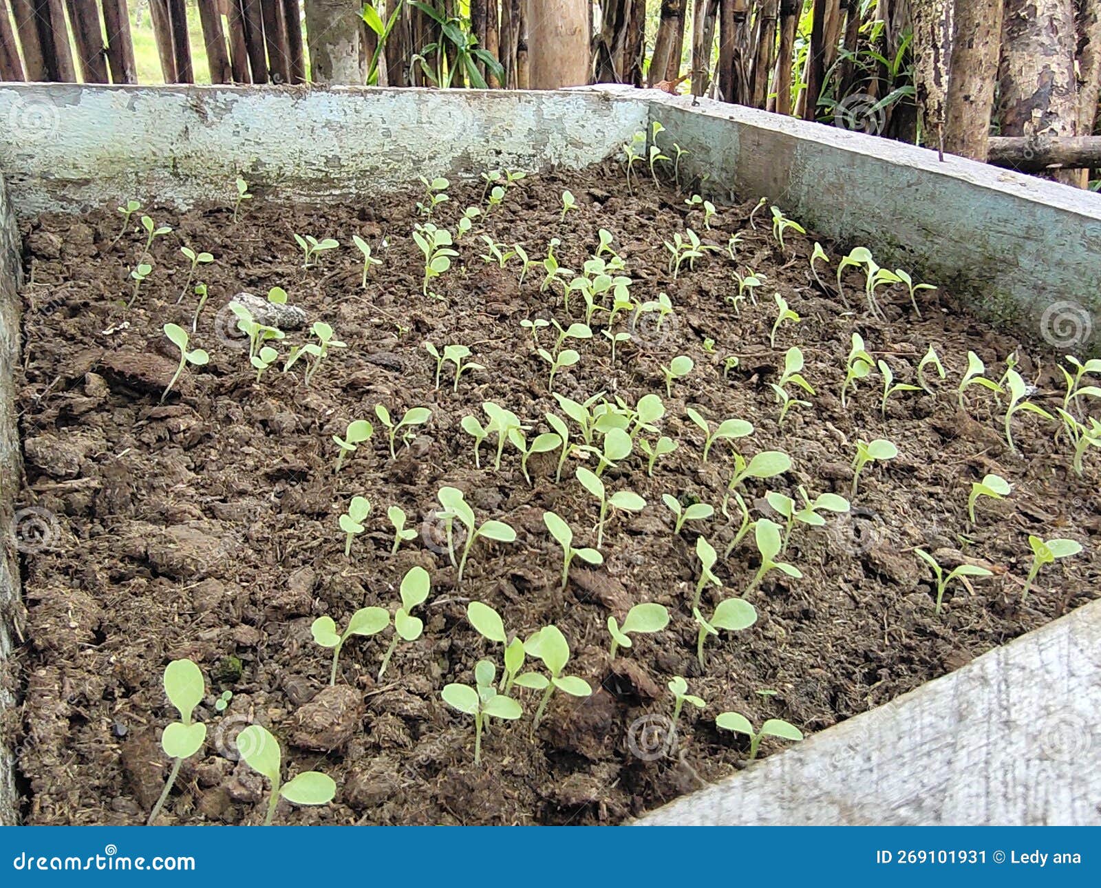 Plant, vegetable, agrotec stock image. Image of food - 269101931