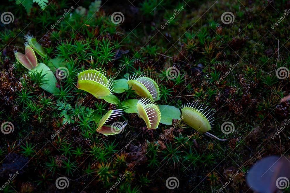 Plant Venus Flytrap - a Species of Carnivorous Plants from a Monotypic ...