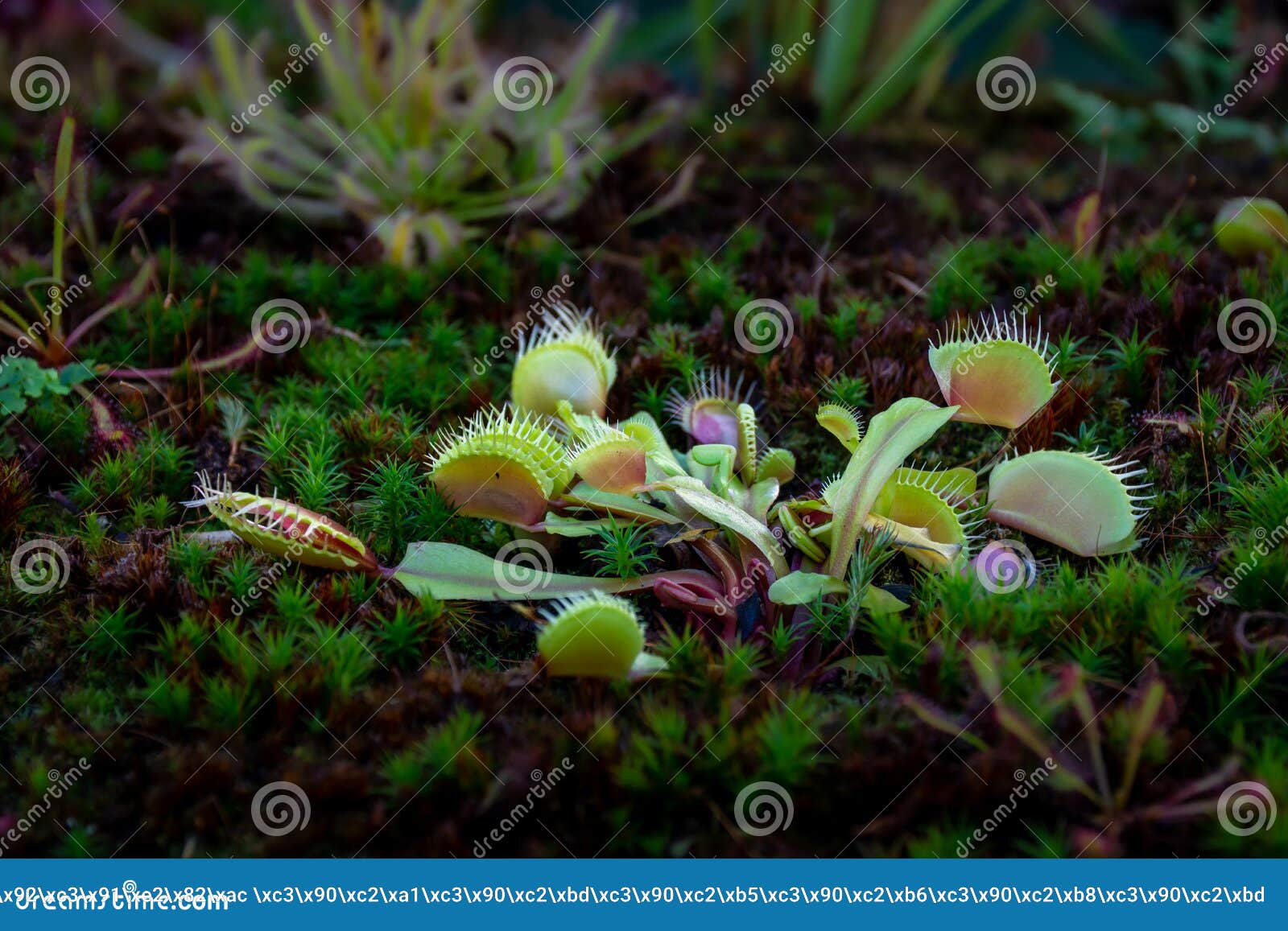 Plant Venus Flytrap - a Species of Carnivorous Plants from a Monotypic ...