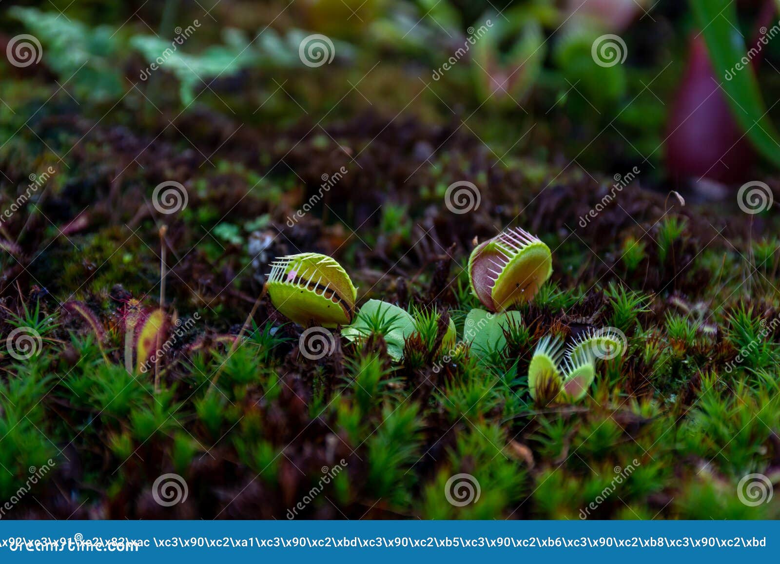 Plant Venus Flytrap - a Species of Carnivorous Plants from a Monotypic ...