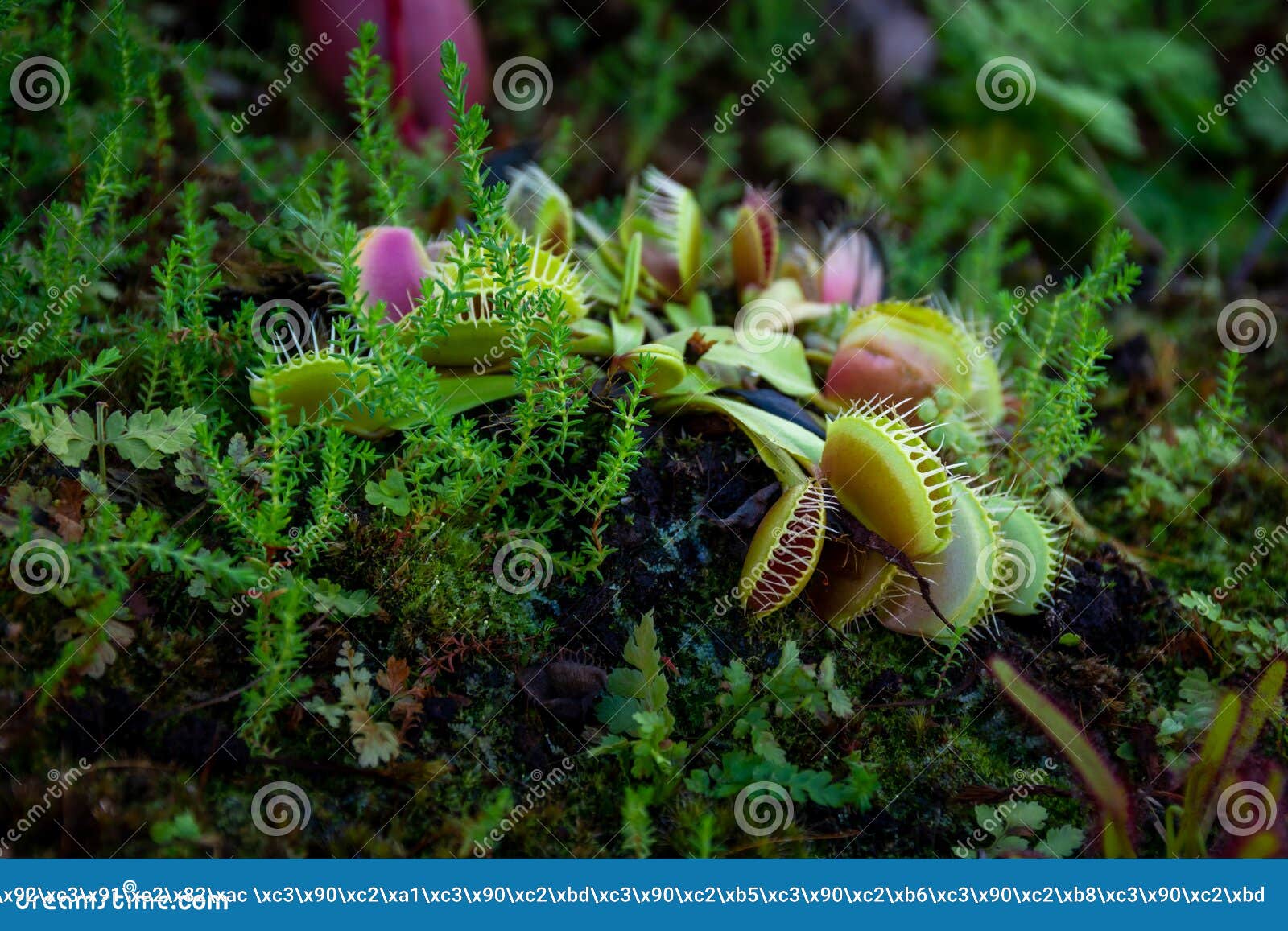Plant Venus Flytrap - a Species of Carnivorous Plants from a Monotypic ...