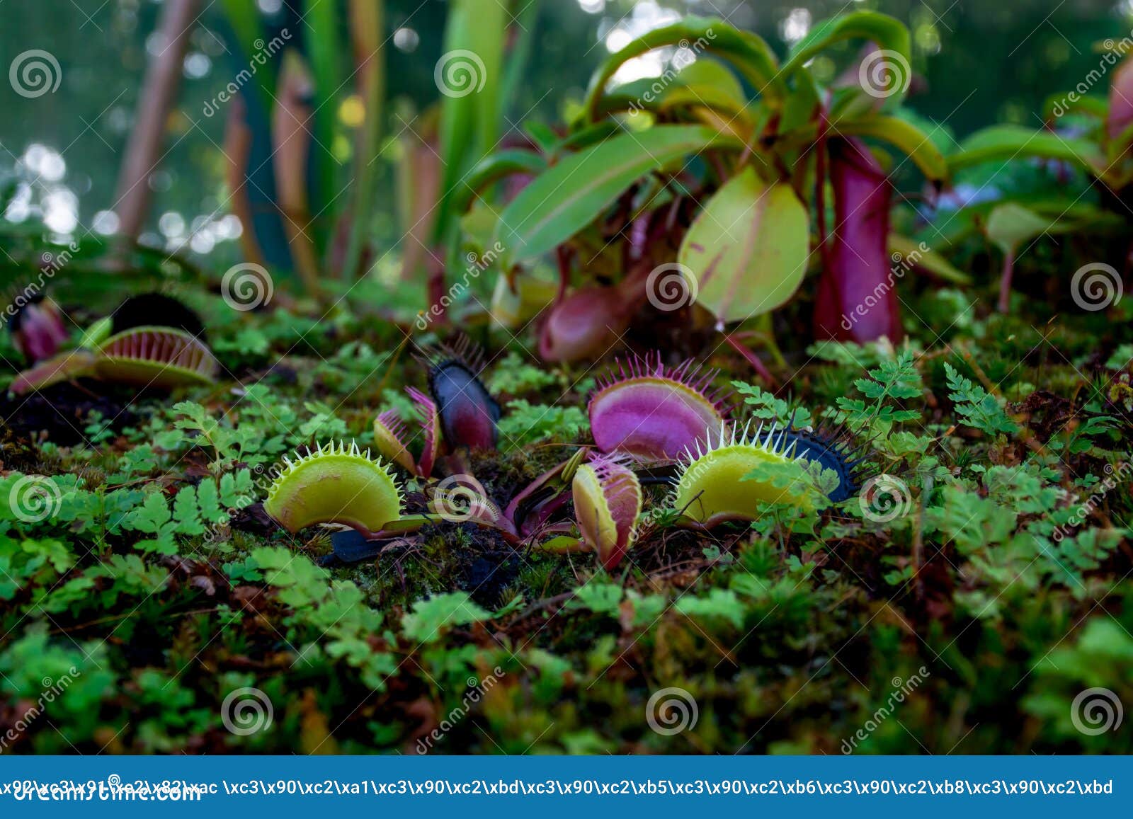 Plant Venus Flytrap - a Species of Carnivorous Plants from a Monotypic ...