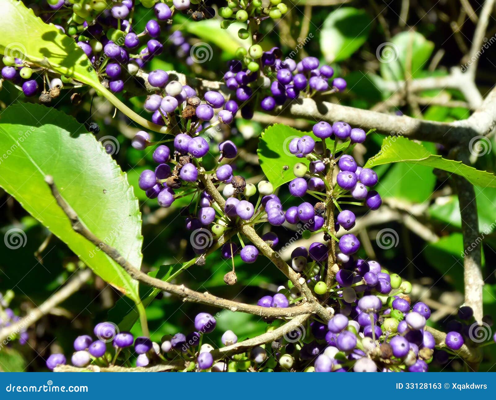 Plant with violet berries stock image. Image of berries - 33128163