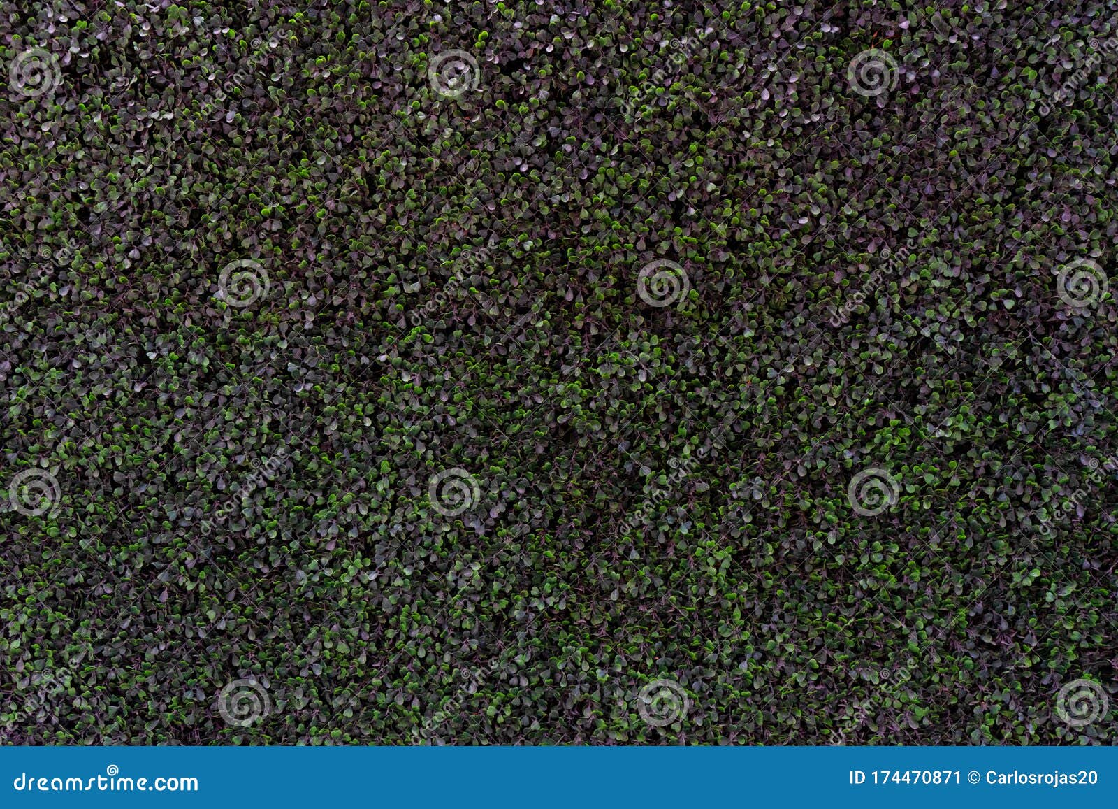 Plant wall texture stock image. Image of color, garden - 174470871