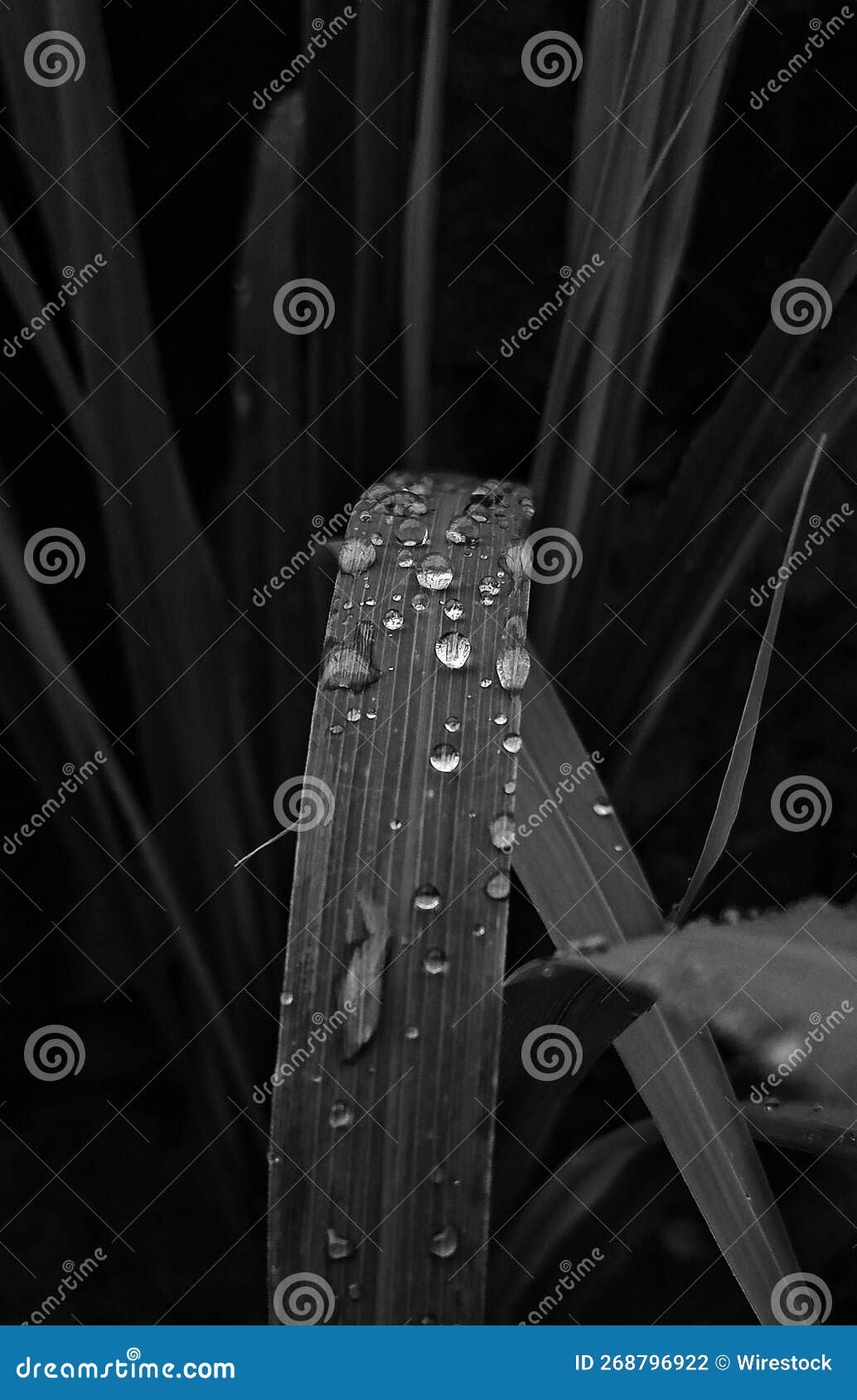 Plant with water drops stock photo. Image of spring - 268796922