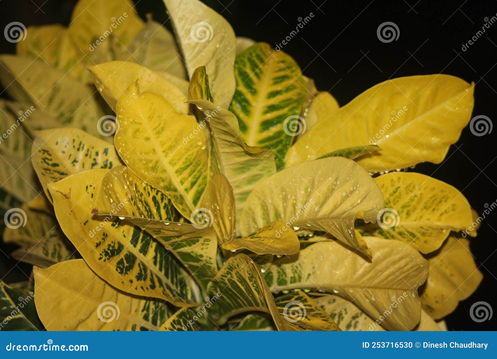 Plant with water drops stock photo. Image of food, green - 253716530