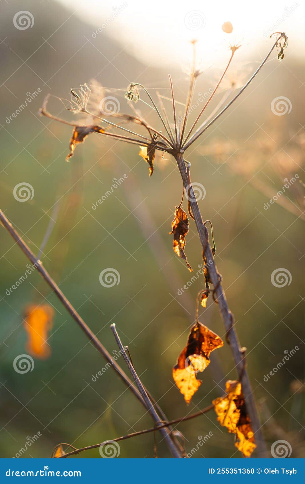 Plant in the Web Backlight. Stock Photo - Image of macro, closeup ...