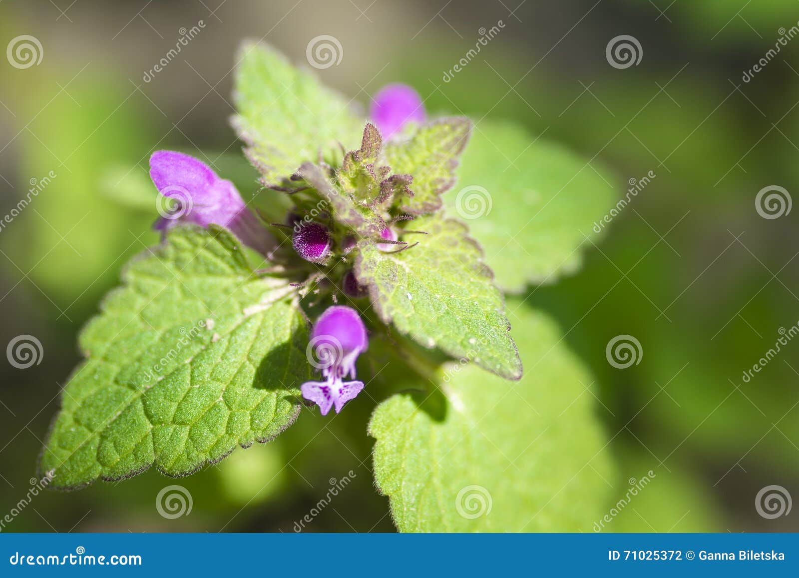Lilac Leaves Stock Image | CartoonDealer.com #253218703