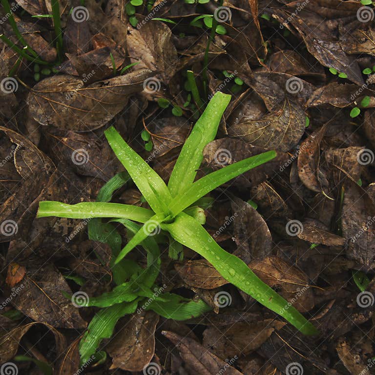 Plant stock image. Image of forest, plants, plant, nature - 84913469