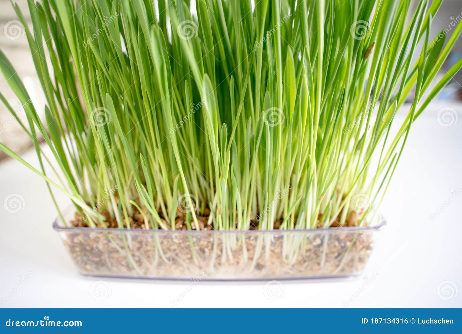 Plant Wheat with Roots on White Background Stock Photo - Image of ...