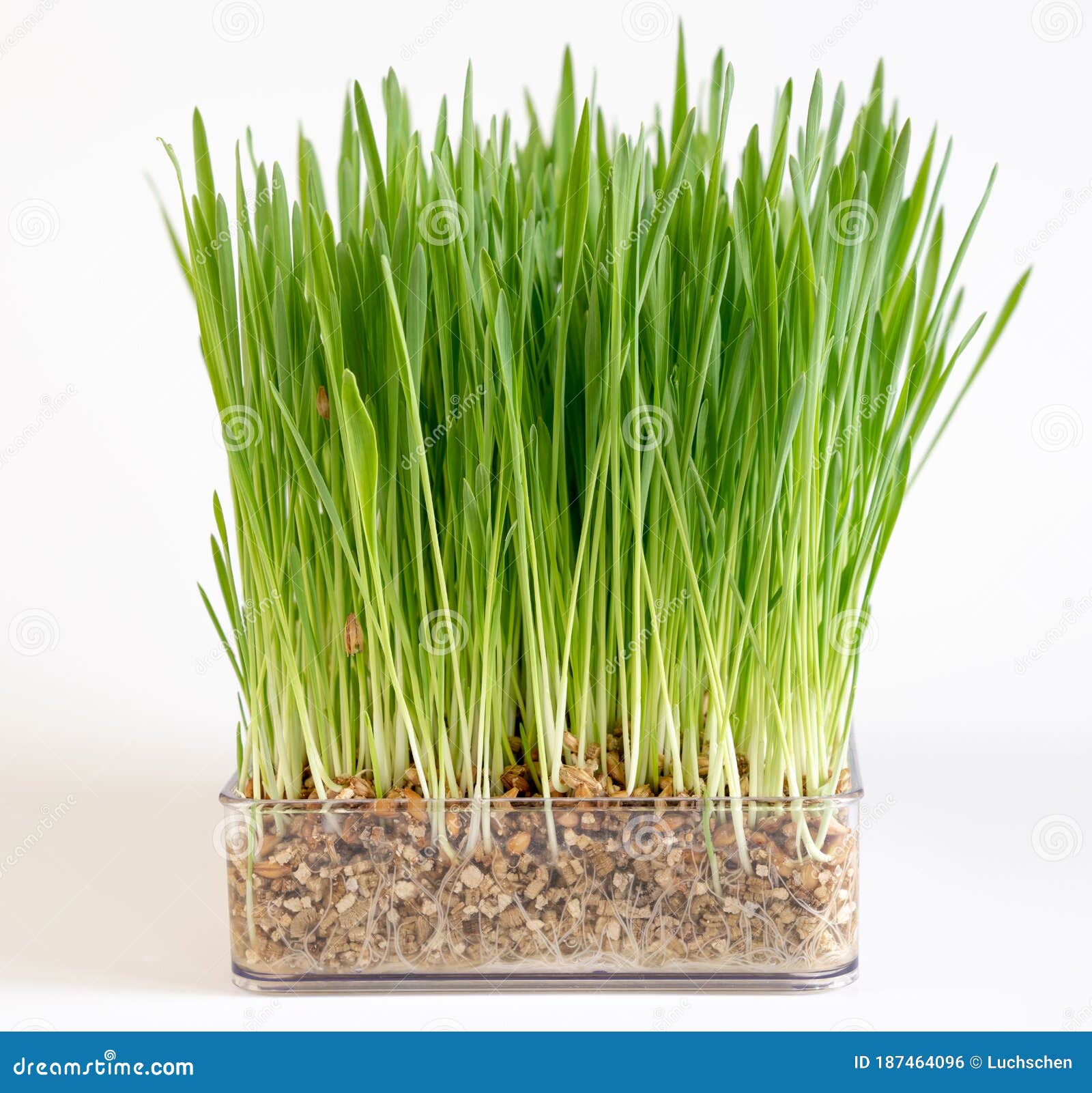 Plant Wheat with Roots on White Background Stock Photo - Image of ...