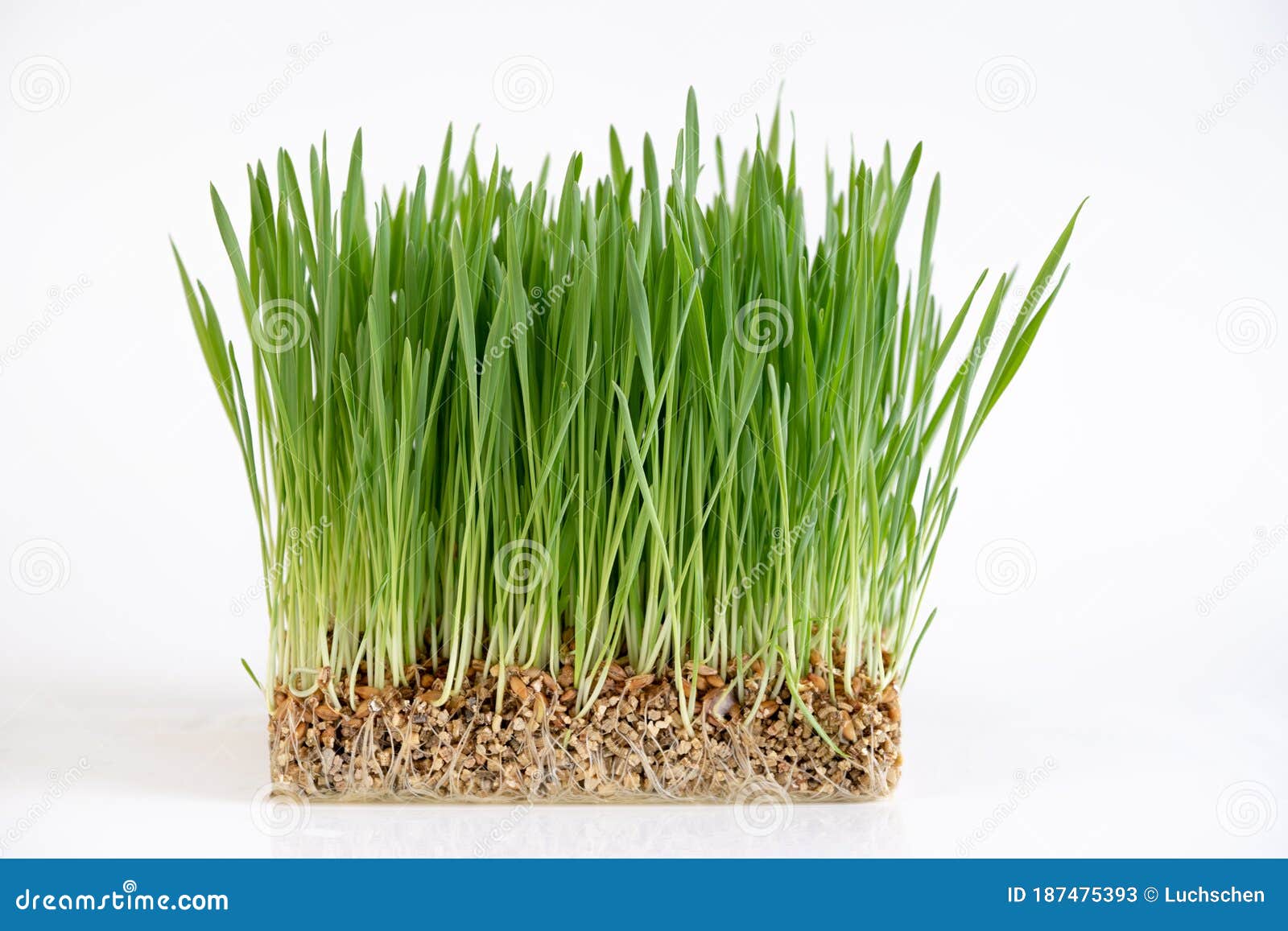 Plant Wheat with Roots on White Background Stock Image - Image of ...