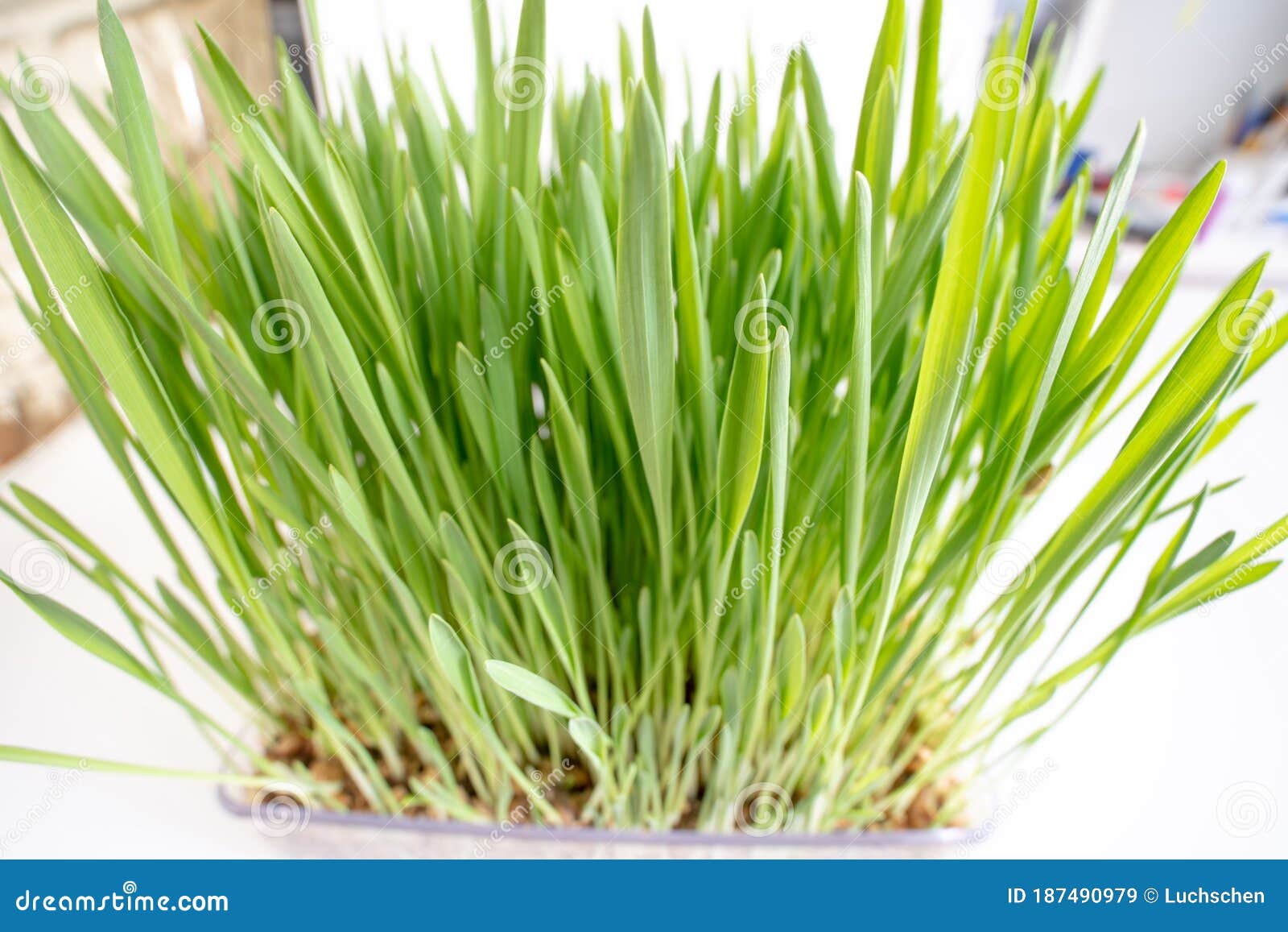 Plant Wheat with Roots on White Background Stock Image - Image of ...
